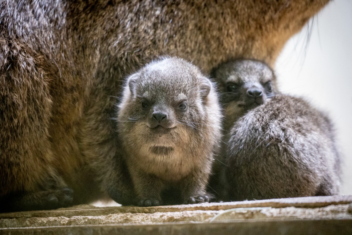 Nace en Bioparc una camada de la especie que dio origen al nombre de España